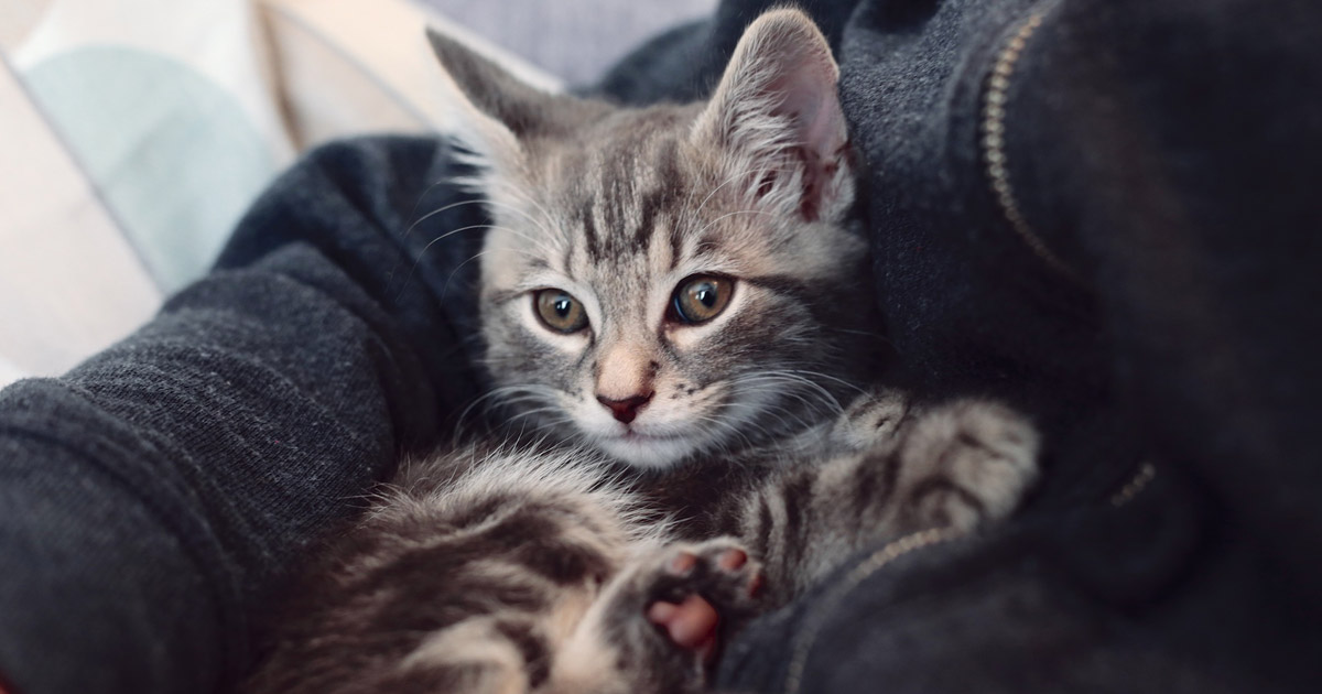 Mew-X: What cats teach us about design research - Sutherland Labs